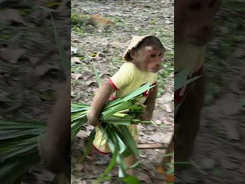 cutis harvest grass feed goat #cutis #babymonkeycutis #shortsvideo