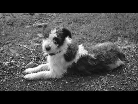 Black And White Dog - Royalty Free Stock Footage