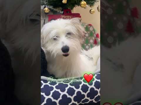#cutedog #maltese #pomeranian mix breed #maltipom #ilovemydog #puppy