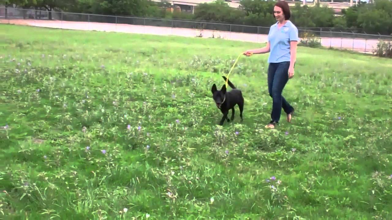 Adopt Riker at the SAHS