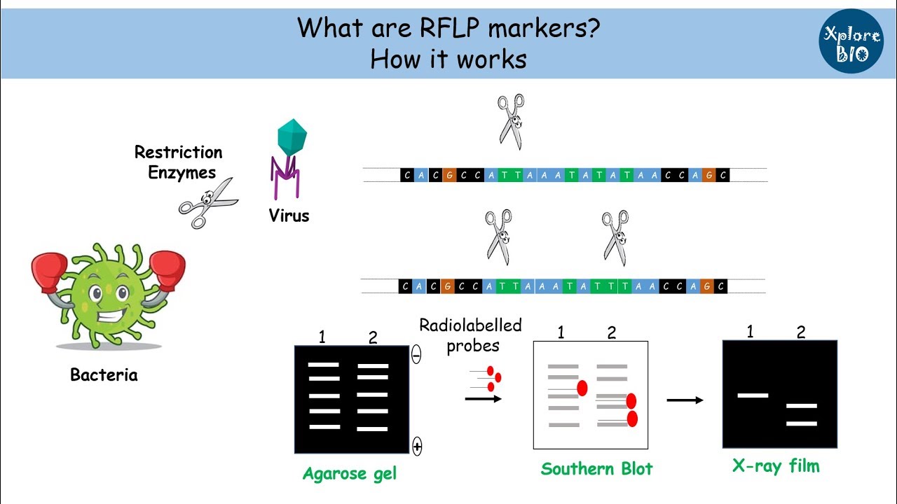 RFLP marker