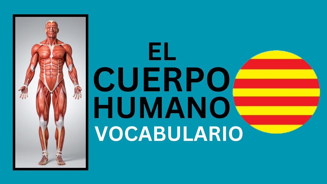 Catalán🟡El Cuerpo Humano | Vocabulario con Imágenes