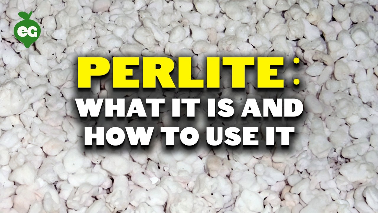 Perlite: What It Is & How To Use It In Your Garden