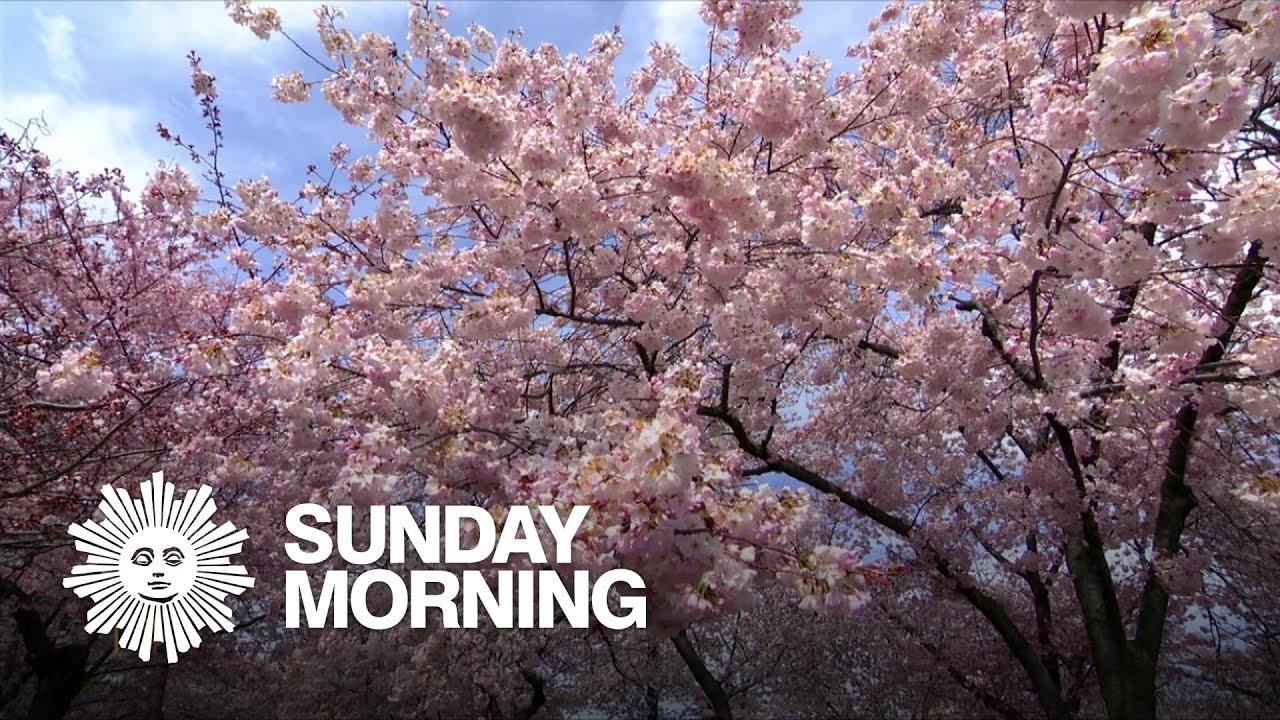 Nature: Cherry blossoms in Washington, D.C.