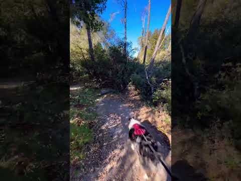 Unmarked Hiking Trail: Beautiful Path - Where does it lead to?