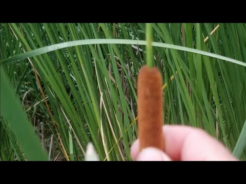 Are Cattails Edible?