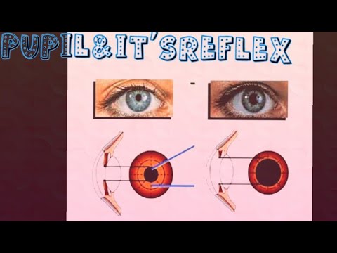 Pupil & it's reflex is explained in English.