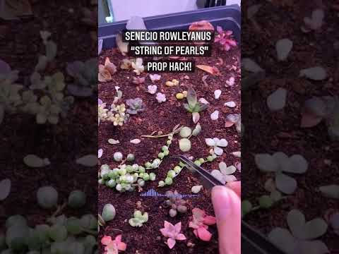 "String of Pearls" Senecio Rowleyanus Prop Hack!