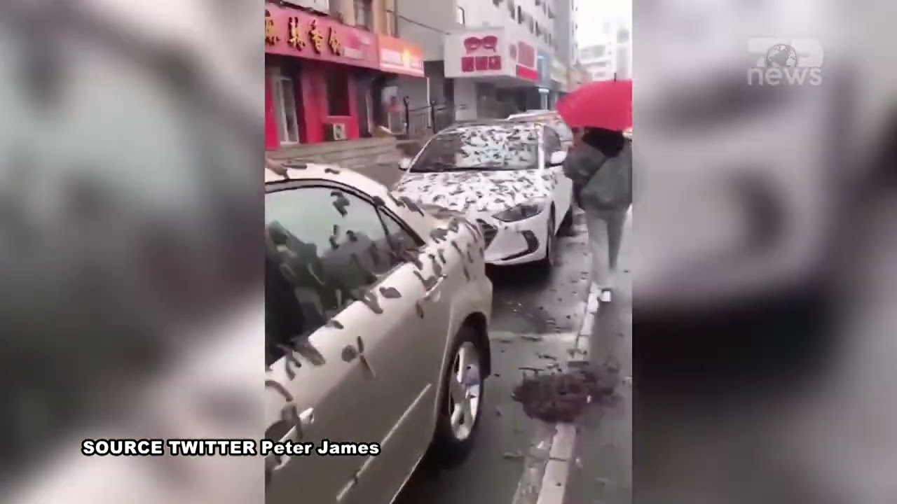 Top News-As qen e as mace, shi krimbash në Pekin / Shpërthejnë ... Top News-As qen e as mace, shi krimbash në Pekin / Shpërthejnë ...