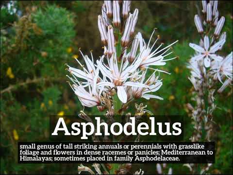 How to Say Asphodelus in English? | How Does Asphodelus Look? | What is Asphodelus?