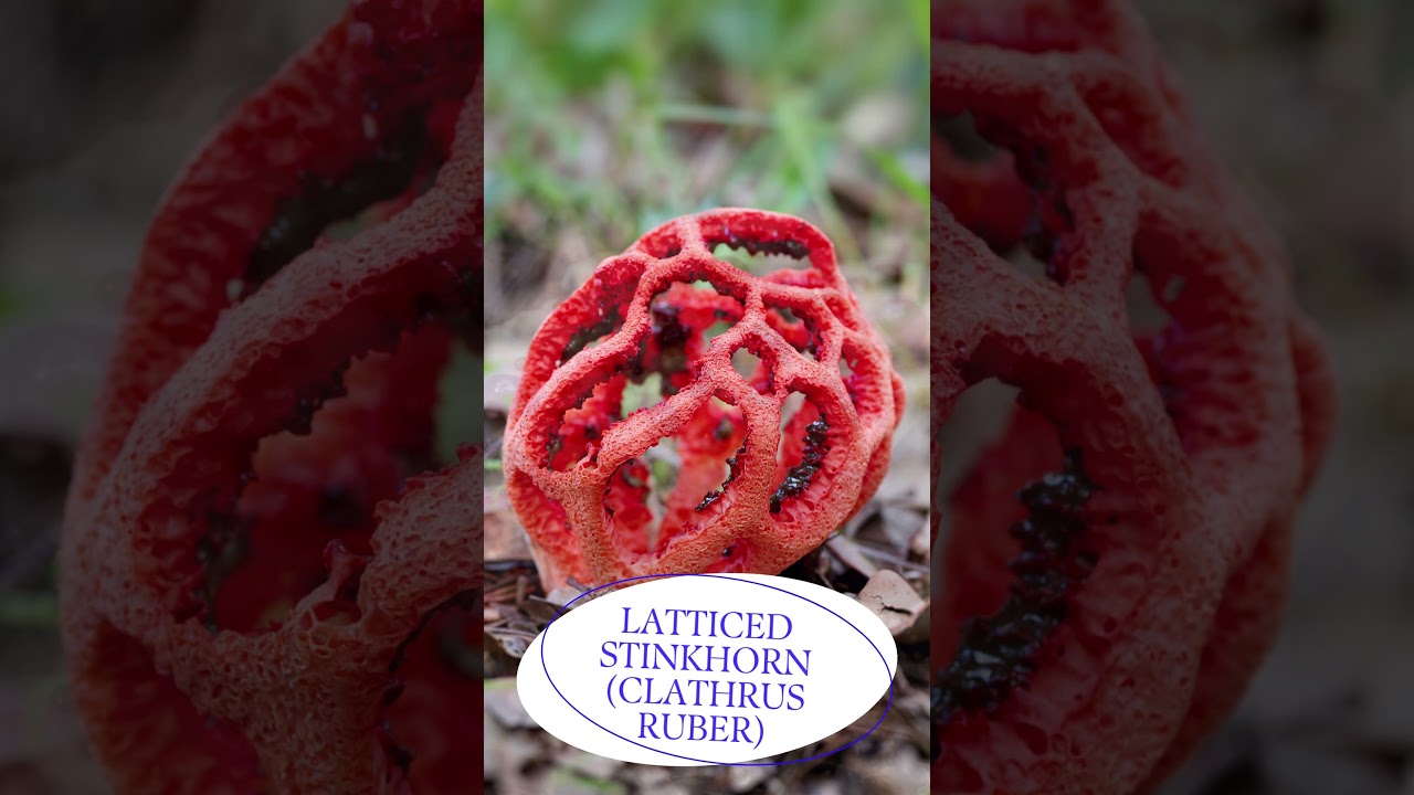 13 Strange and Gorgeous Mushrooms  #mushroom #food #mushroomsociety