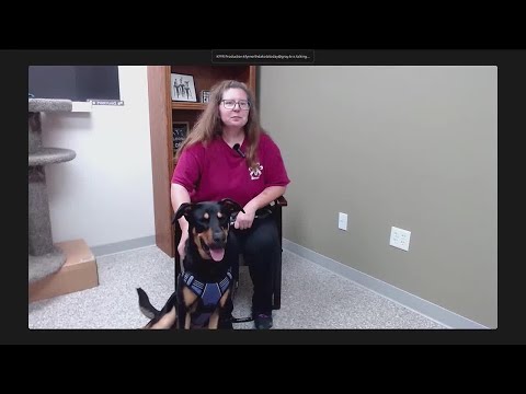 ND Today: Adopt A Pet - Hanz
