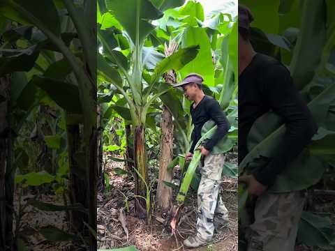 RT H0101419 mini rotary tillage and ridging all-in one tree 🌲 short view