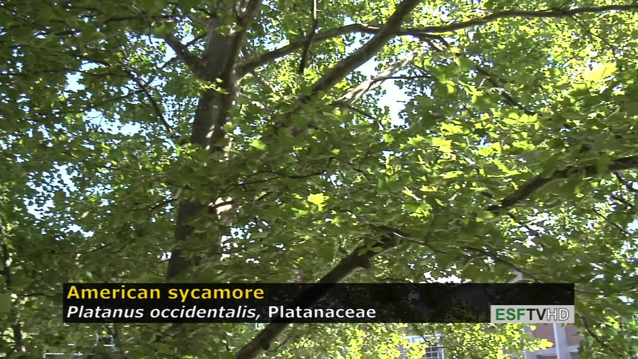 Trees with Don Leopold - American sycamore