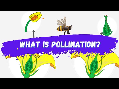 what is pollination || pollination || pollination meaning || pollination definition