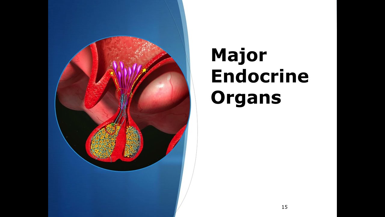 3 Endocrine System PPT Video