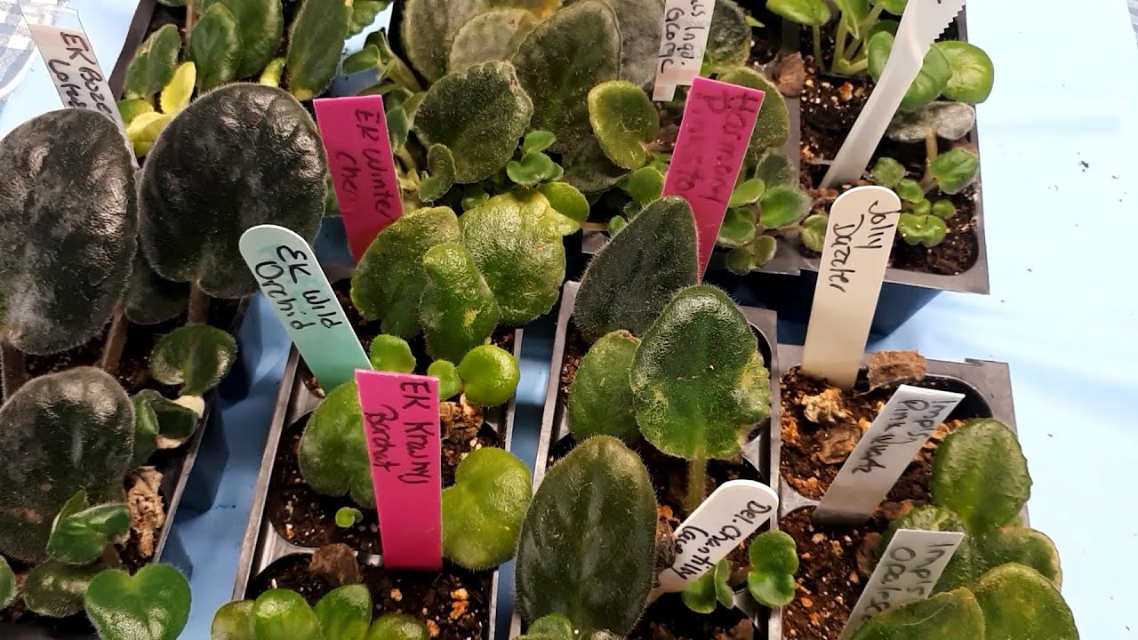 Planting babies stardard african violets.  On plante des bébés de violettes africaines standard.