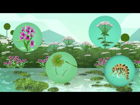Invasive Non-Native Species Reporting