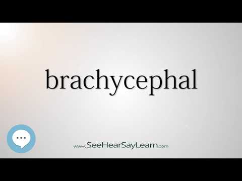 brachycephal