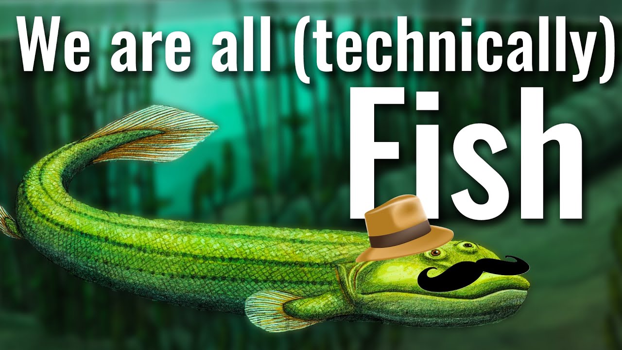 Why Humans Are Fish | BoneHeads