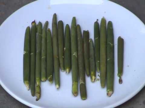 Edible Plants: Cattail (part 2)