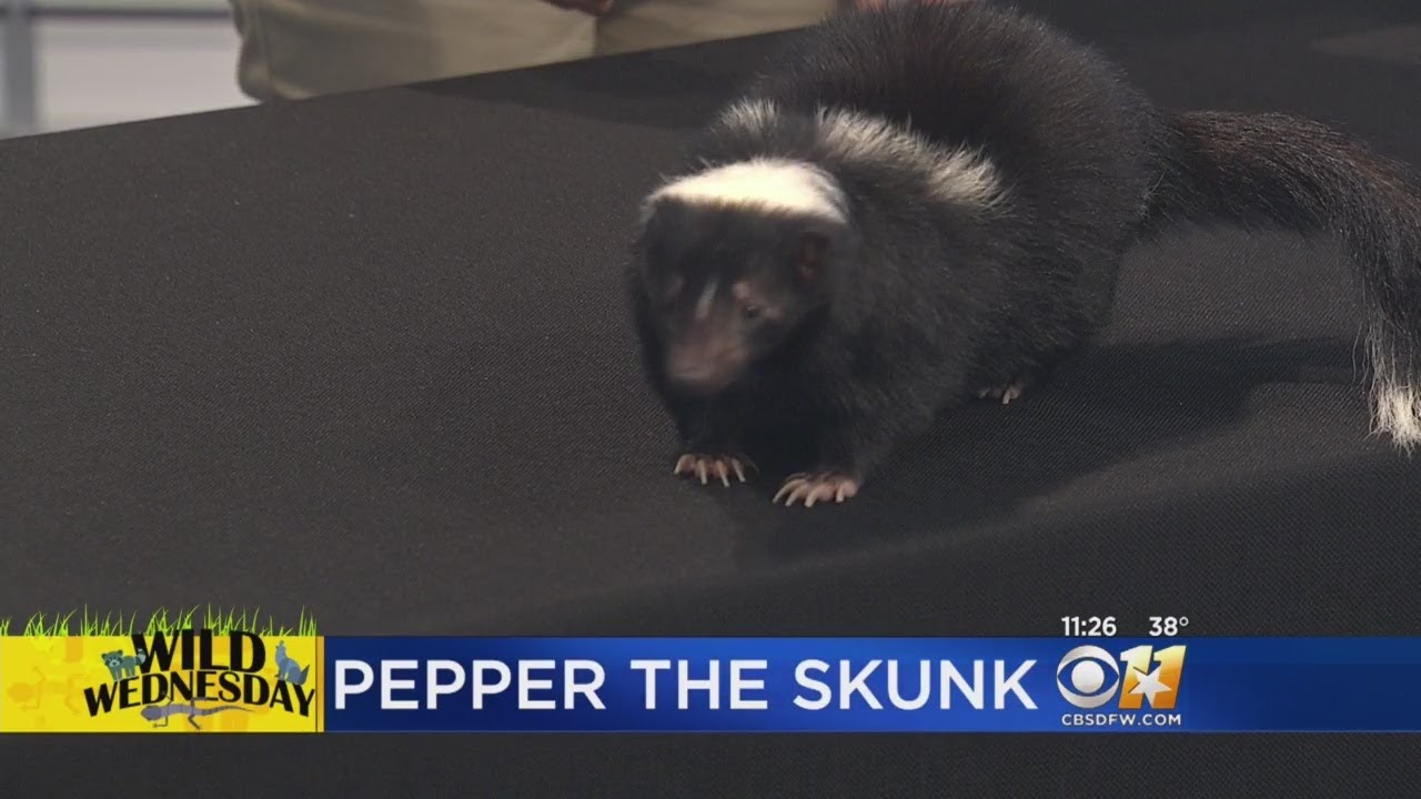 Wild Wednesday: Striped Skunk