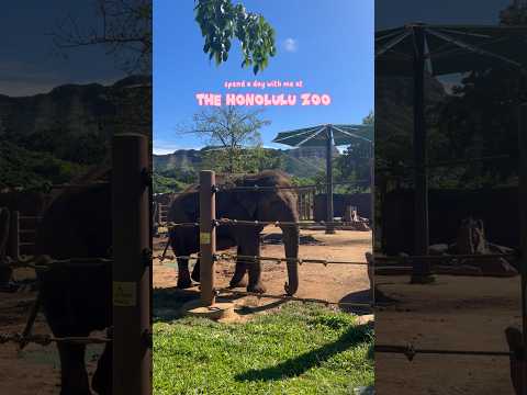 we 🩵 the Honolulu zoo🐘🐵 #hawaii #zoo #honolulu #travel #thingstodoinhawaii #funny