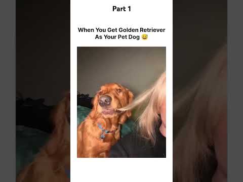 Try Not to Laugh: Golden Retriever Edition! 🐾😂#shorts #goviral #doglover #goldenretriever 🤣👍🏻