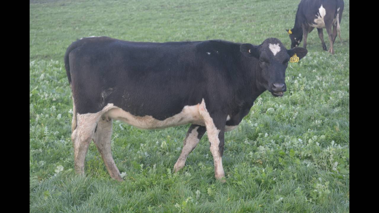 Australian Jersey Holstein Crossbred Heifers
