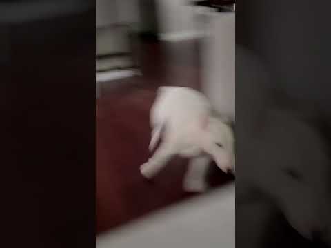 Fast Bull Terrier #bullterrier #miniaturebullterrier #minibull #iykyk