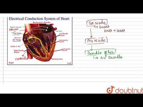 What is the significance of atrio-ventricular node and atrio-ventricular bundle in the functioni...