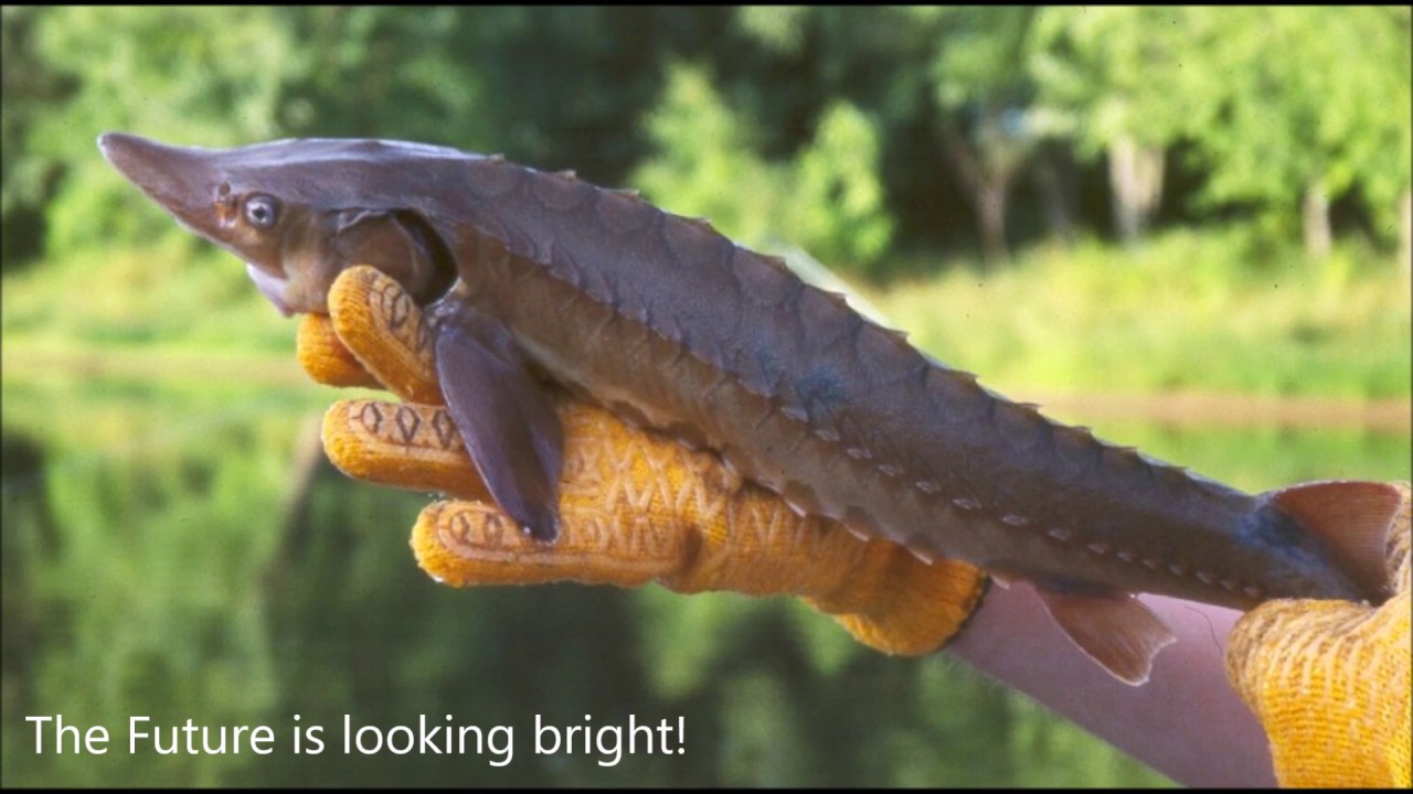 A Species in Peril: Lake Sturgeon Conservation