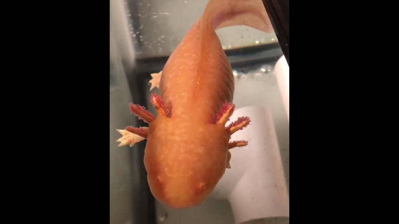 Golden Axolotl | Axolotl Morphs