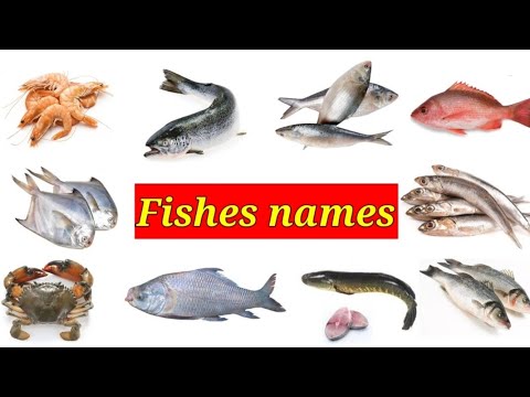 Fishes names/English to Telugu different types of fishes names, fishes names in Telugu.