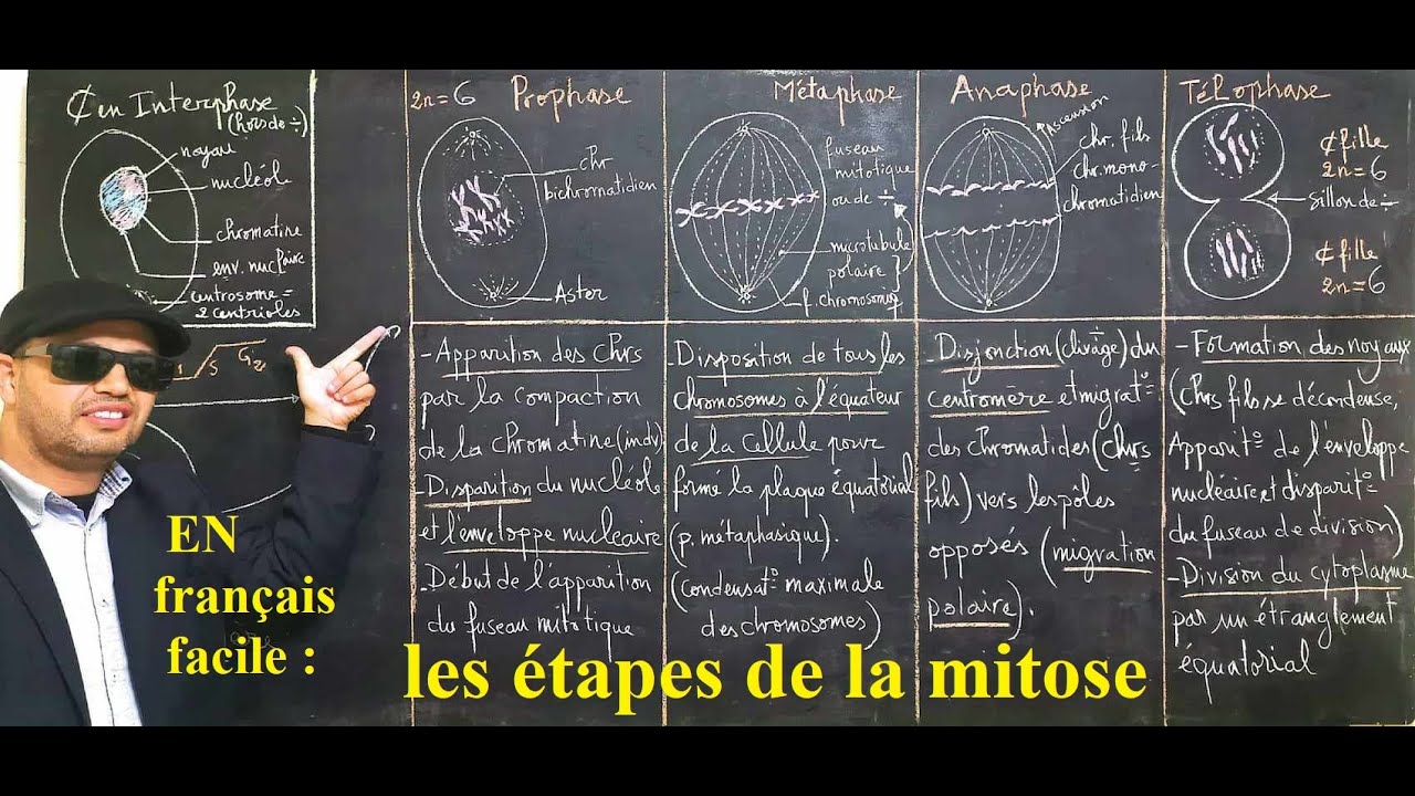 Fr 6:les étapes de la mitose (cellule animale) en français facile SVT