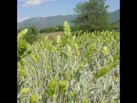 Mountain tea