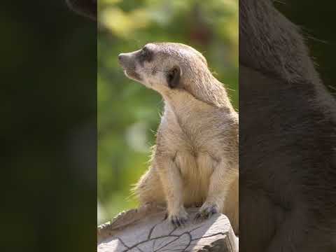 nature | Meerkat | animal | forest | beautiful scenery |realistic & relaxing clip|PT6|EP1| 🌄🏞️🤩😍🥰❤️💕