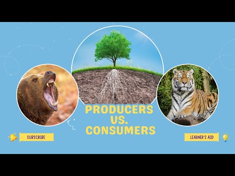 Producers vs. Consumers: The Key Players in the Food Chain Explained!