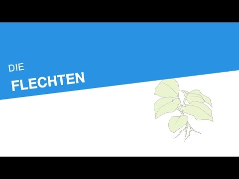 DIE FLECHTEN | Biologie | Biologie der Pflanzen und Pilze (Mittelstufe)