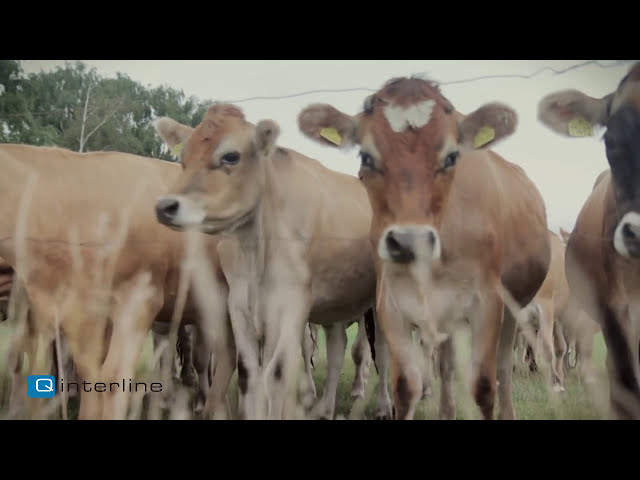 Q-Interline - ERT Lda