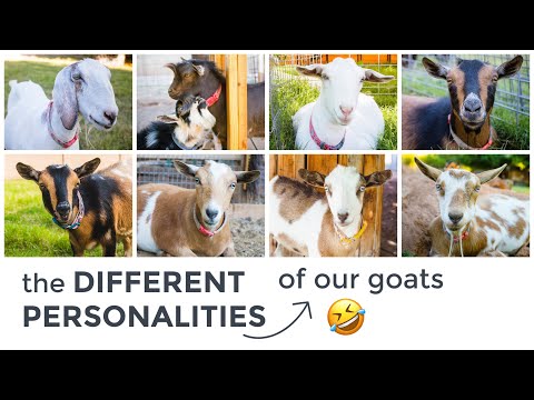 The DIFFERENCES between our GOATS (personality traits, funny quirks)