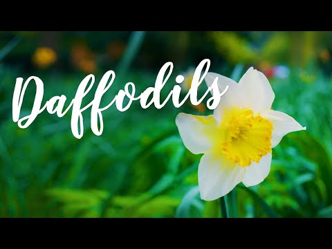 Plant of the Moment - Daffodils | Hampton Court Palace Gardens