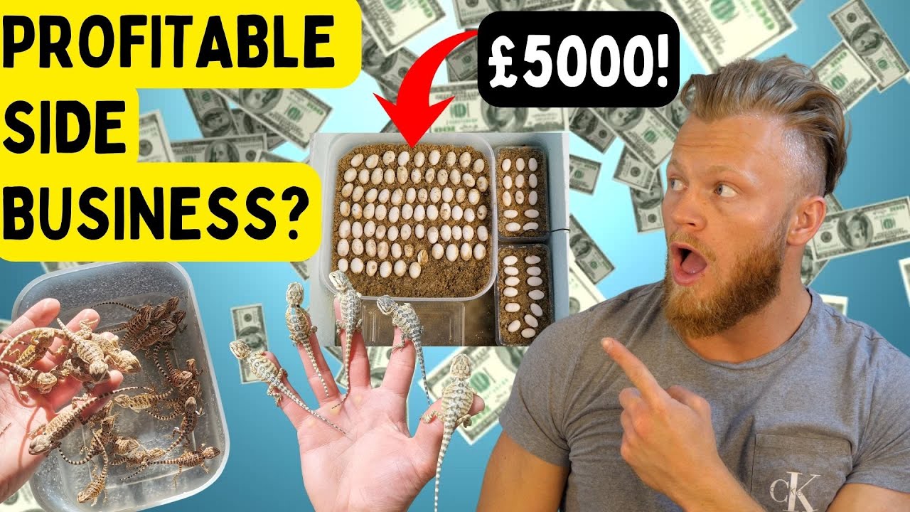 MY SIDE HUSTLE - BREEDING BEARDED DRAGONS