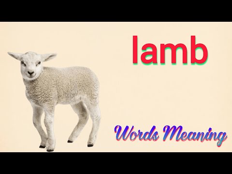 lamb meaning in hindi | lamb ka matlab kya hota hai | lamb means | lamb ka arth | spelling