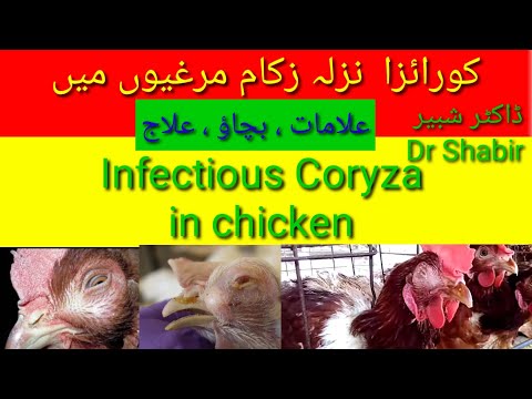 coryza in chickens