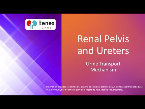 Renal Pelvis and Ureters | Renes Care