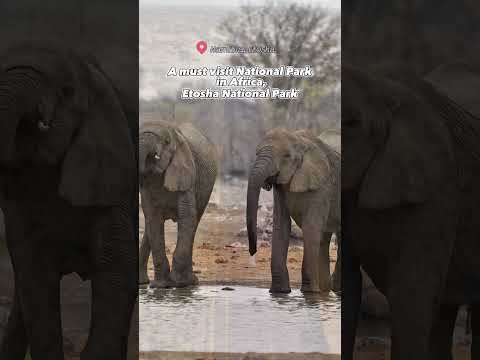 A must visit National Park in Africa, Etosha National Park in Namibia.