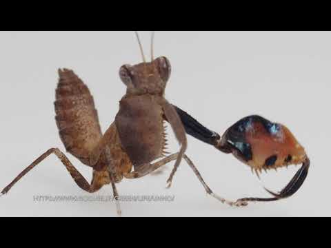 ボクサーマンティス Hestiasula sp. - 海野和男のデジタル昆虫記