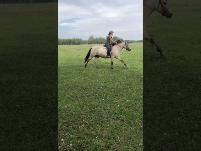 Quality pony for sale | Horses & Ponies for Rehoming | Grande Prairie ...