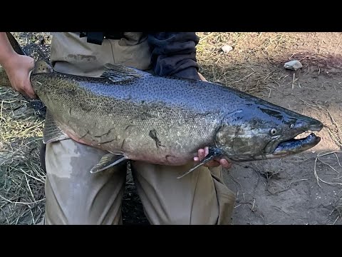 Salmon fishing in Ontario 2024